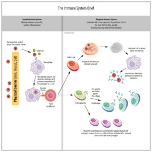 For your health: Our immune system and how it works – SUNLIFE®